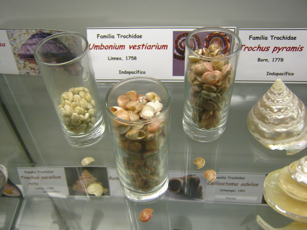 2.3. Terebridae - Littorinidae - Turritellidae - Trochidae