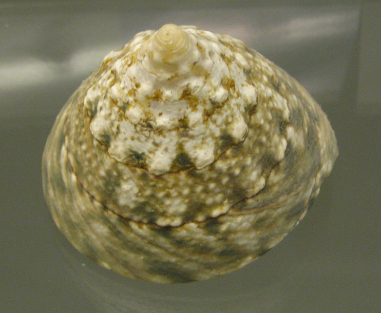 2.3. Terebridae - Littorinidae - Turritellidae - Trochidae