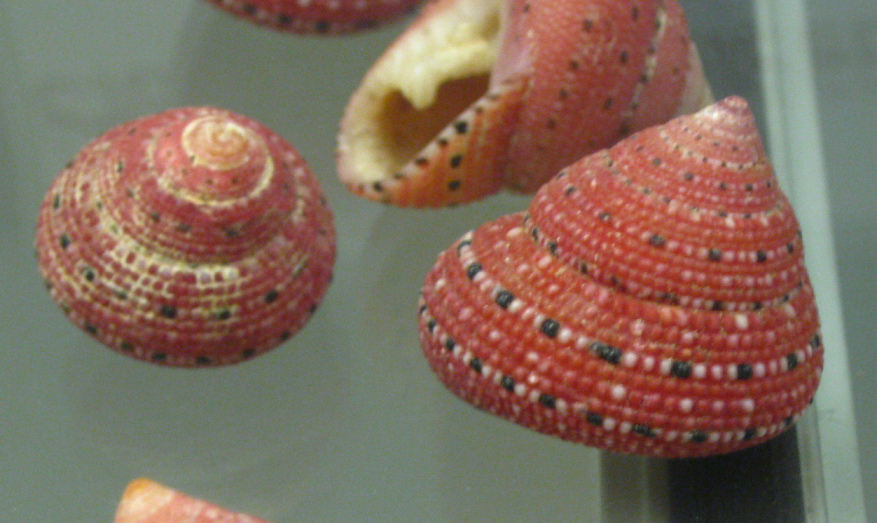 2.3. Terebridae - Littorinidae - Turritellidae - Trochidae