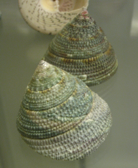 2.3. Terebridae - Littorinidae - Turritellidae - Trochidae