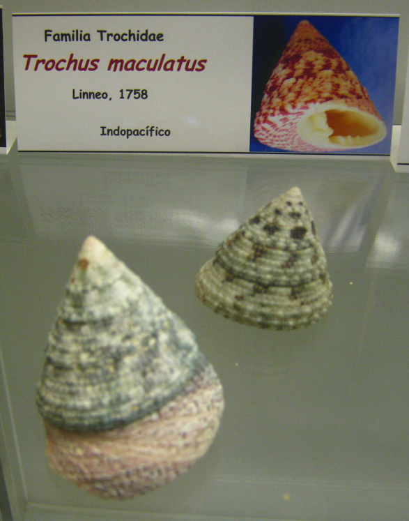 2.3. Terebridae - Littorinidae - Turritellidae - Trochidae