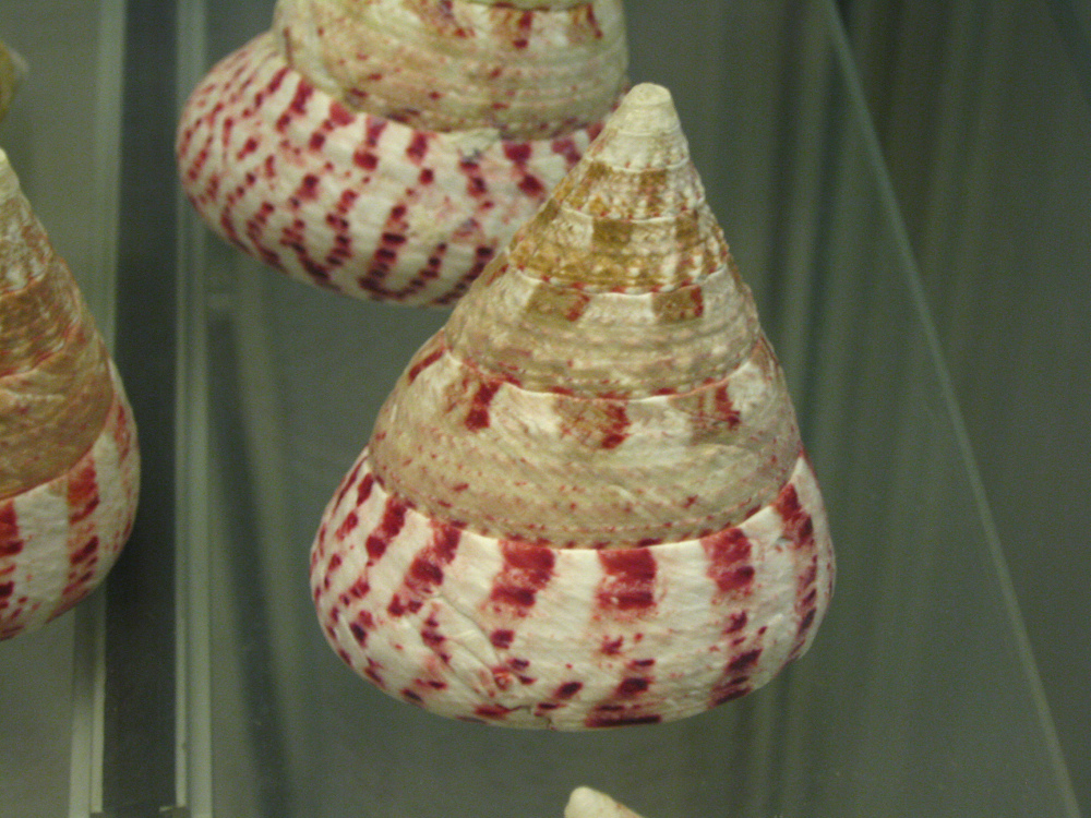 2.3. Terebridae - Littorinidae - Turritellidae - Trochidae