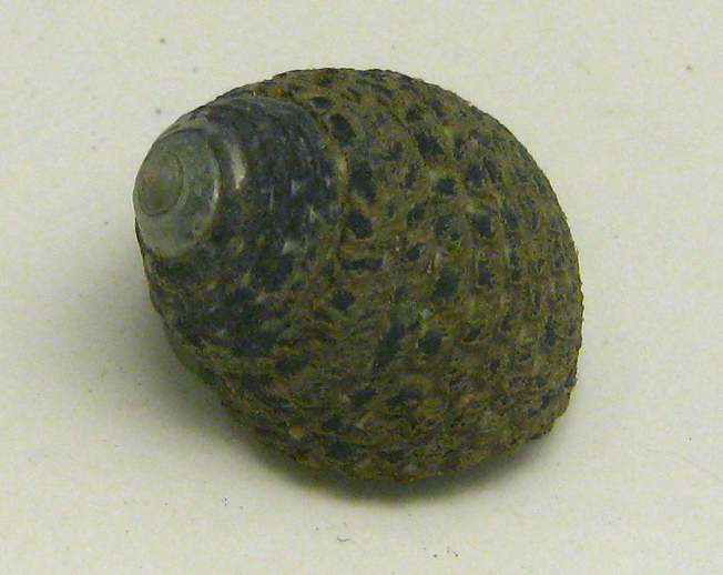 2.3. Terebridae - Littorinidae - Turritellidae - Trochidae