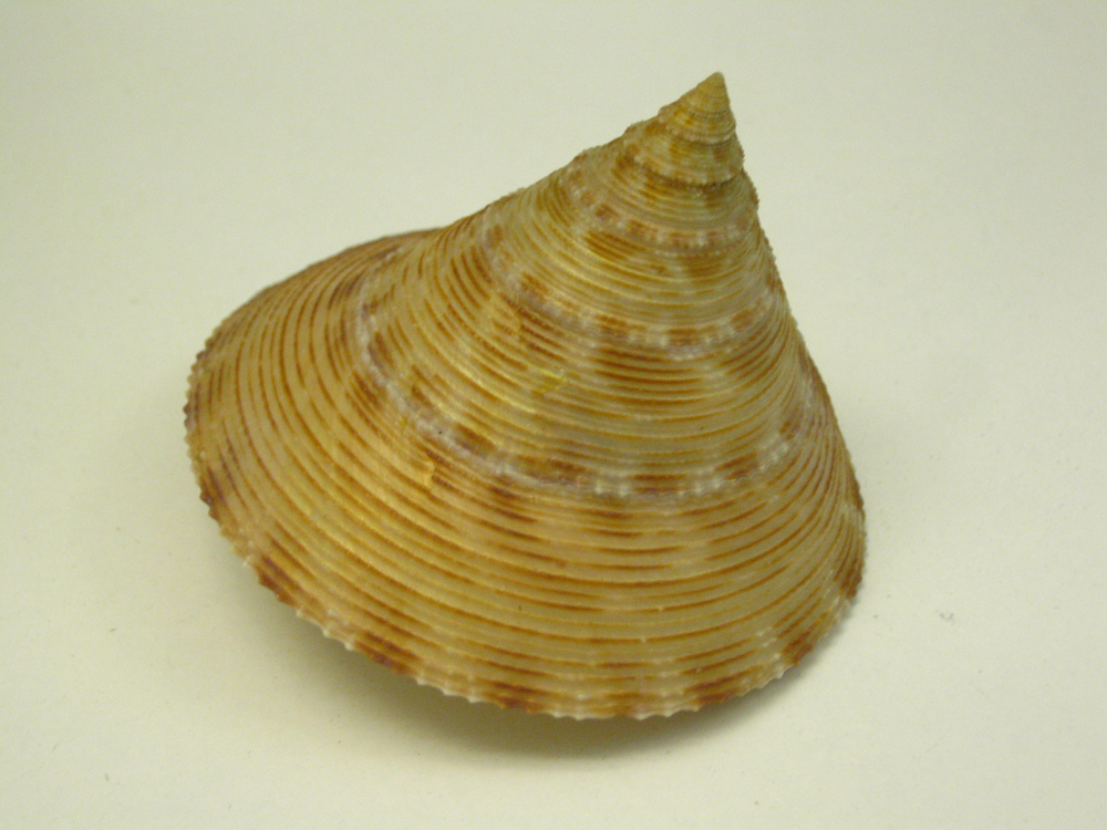 2.3. Terebridae - Littorinidae - Turritellidae - Trochidae