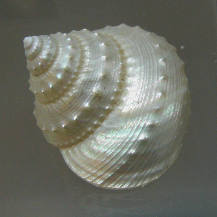 2.3. Terebridae - Littorinidae - Turritellidae - Trochidae