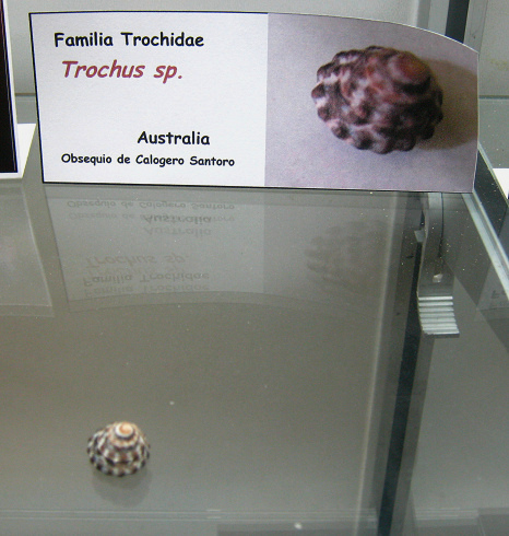 2.3. Terebridae - Littorinidae - Turritellidae - Trochidae