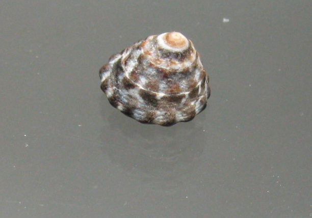 2.3. Terebridae - Littorinidae - Turritellidae - Trochidae
