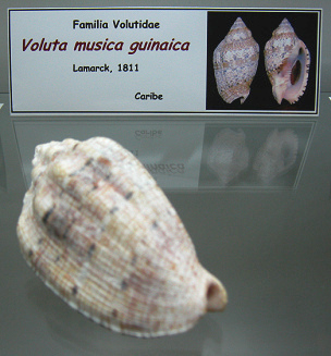 2.7. Volutidae