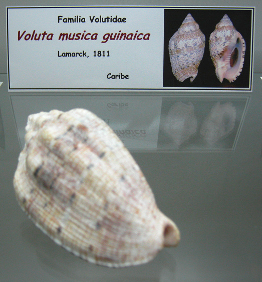 2.7. Volutidae