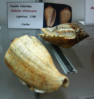 2.7. Volutidae