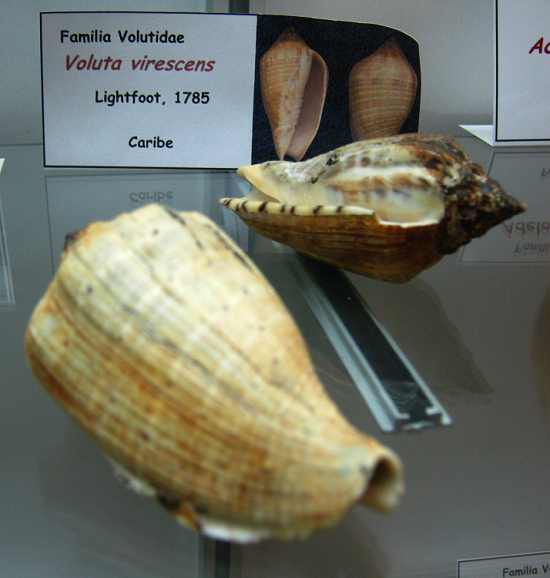 2.7. Volutidae
