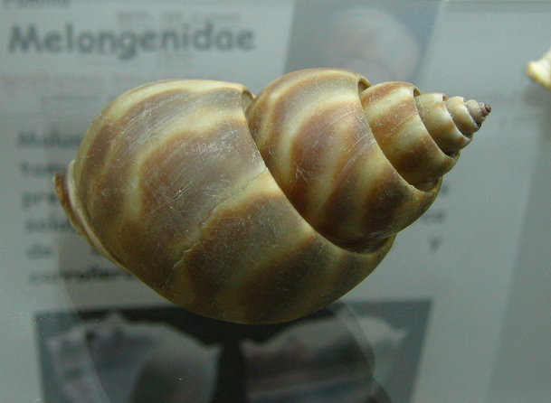 2.8. Buccinidae - Melongenidae - Mitridae - Costellaridae