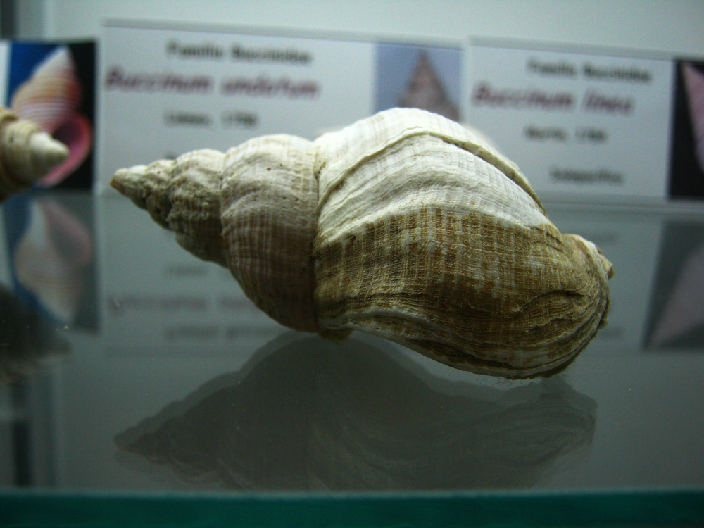 2.8. Buccinidae - Melongenidae - Mitridae - Costellaridae