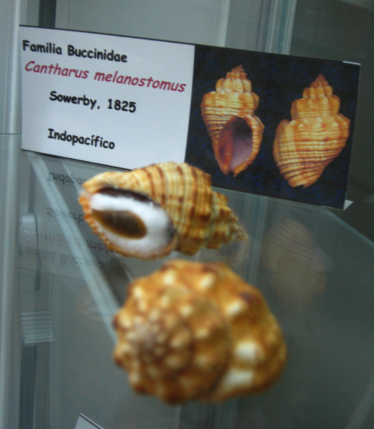 2.8. Buccinidae - Melongenidae - Mitridae - Costellaridae