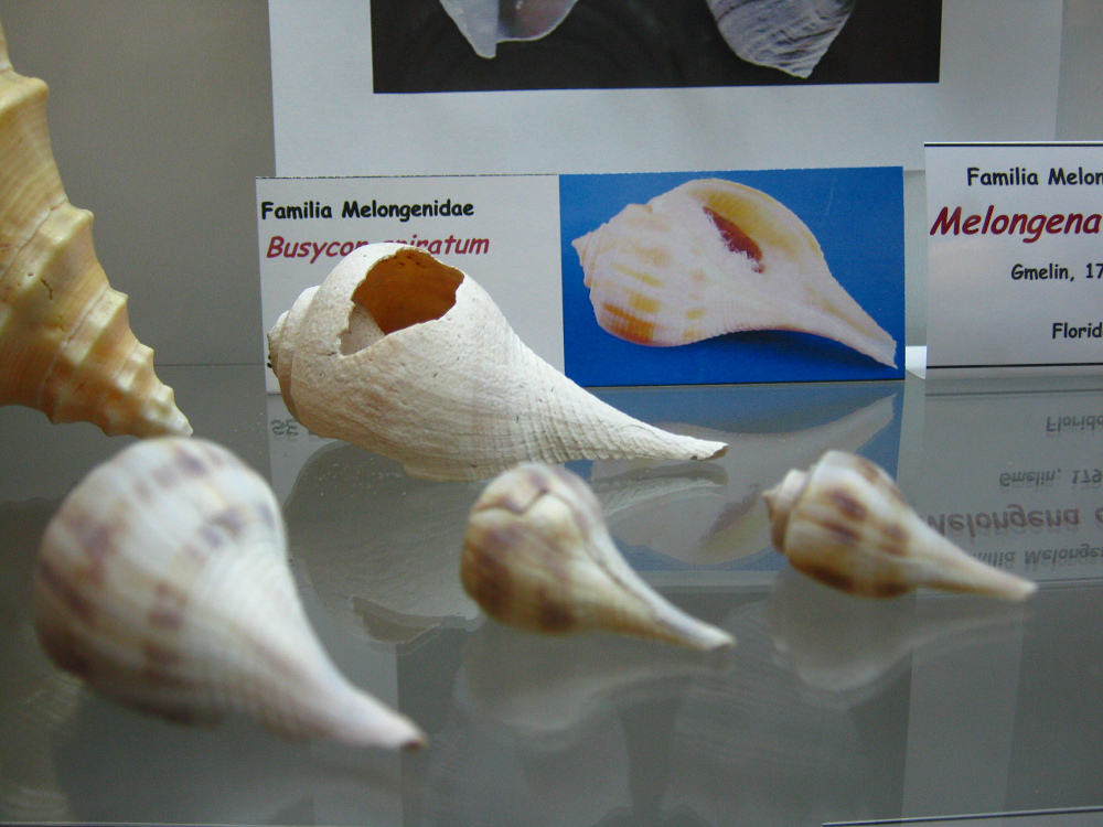 2.8. Buccinidae - Melongenidae - Mitridae - Costellaridae