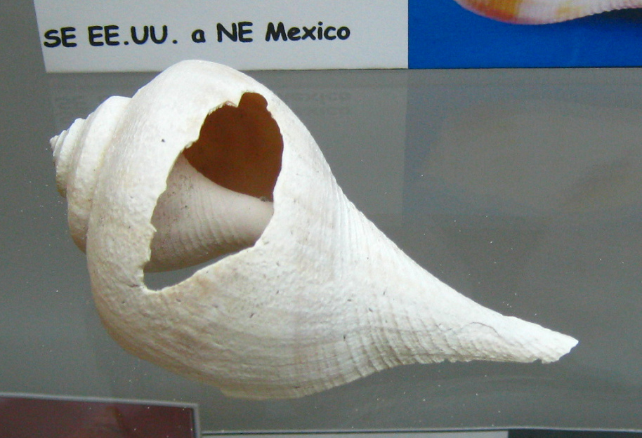 2.8. Buccinidae - Melongenidae - Mitridae - Costellaridae