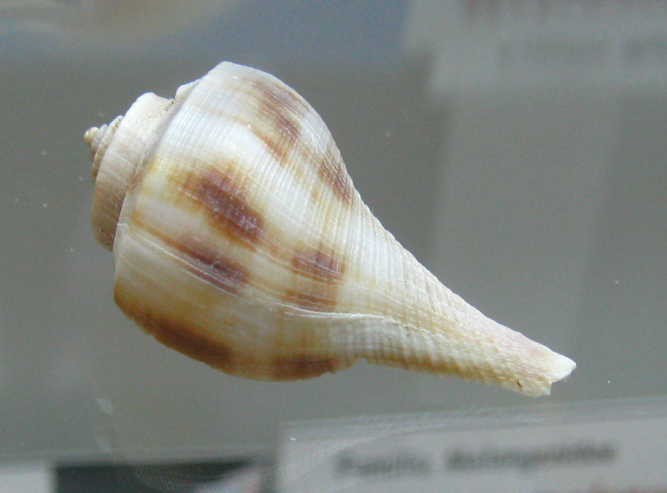 2.8. Buccinidae - Melongenidae - Mitridae - Costellaridae