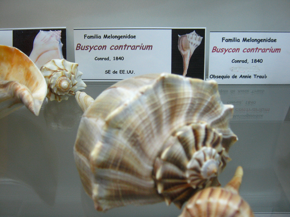 2.8. Buccinidae - Melongenidae - Mitridae - Costellaridae