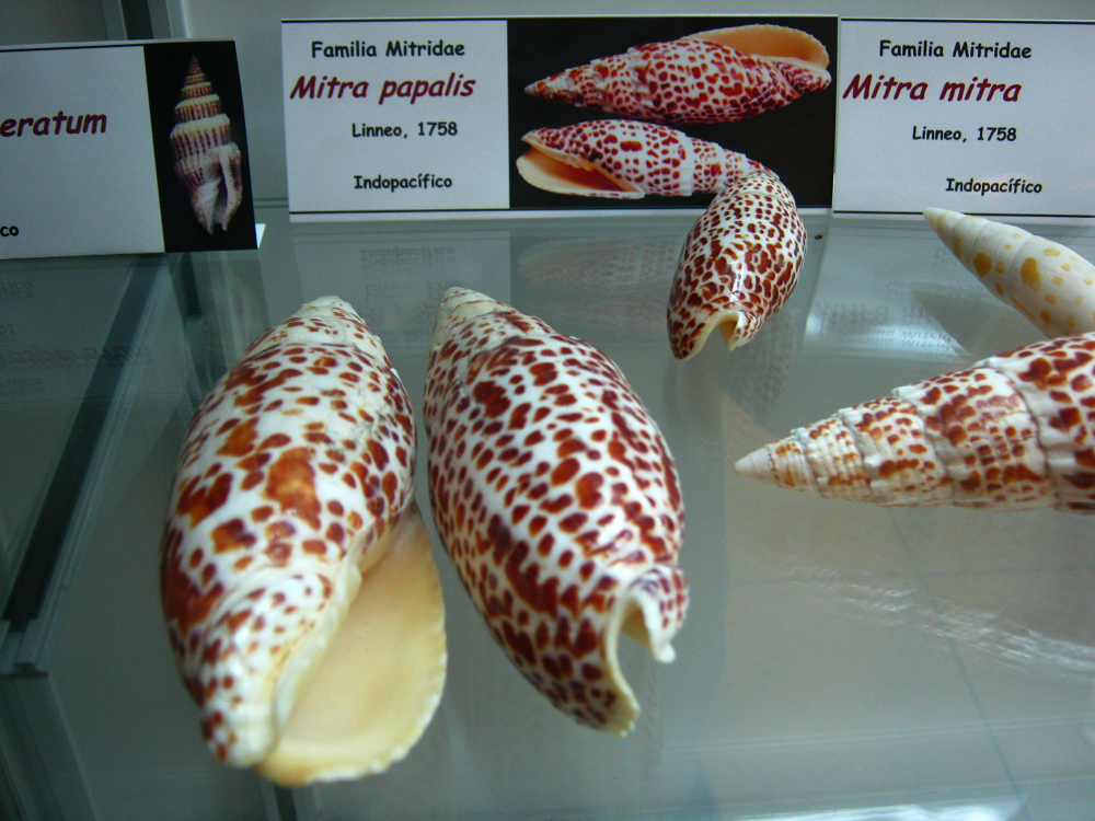 2.8. Buccinidae - Melongenidae - Mitridae - Costellaridae