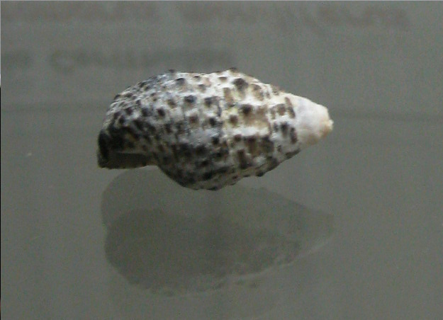 2.11. Cerithidae - Nassaridae - caracoles del mar de diversas familias