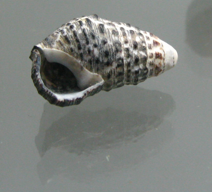 2.11. Cerithidae - Nassaridae - caracoles del mar de diversas familias