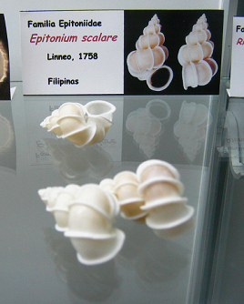 2.11. Cerithidae - Nassaridae - caracoles del mar de diversas familias