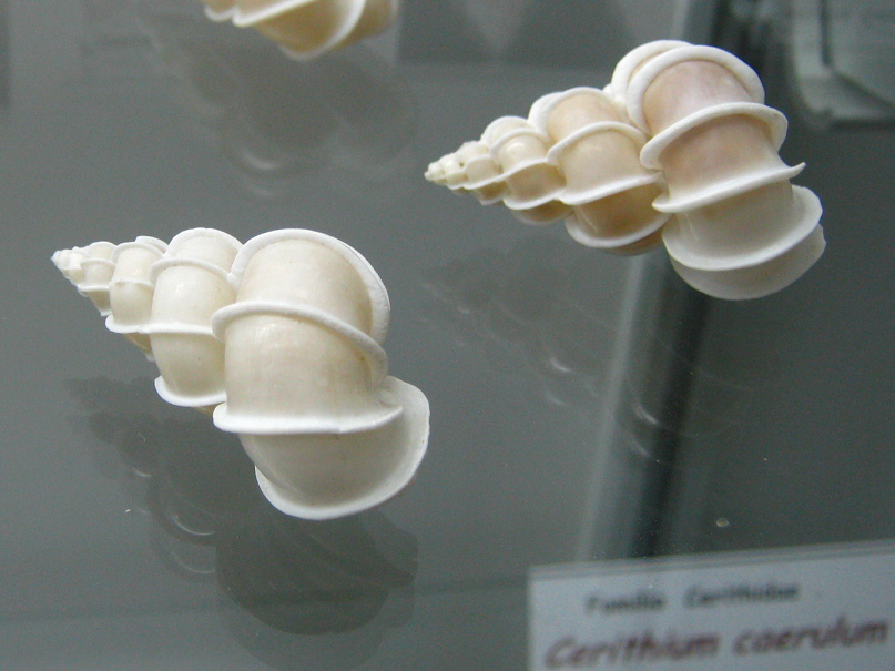 2.11. Cerithidae - Nassaridae - caracoles del mar de diversas familias