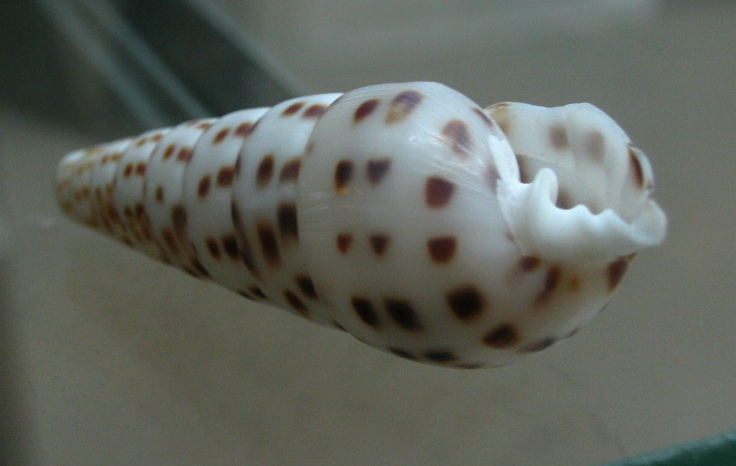 2.11. Cerithidae - Nassaridae - caracoles del mar de diversas familias