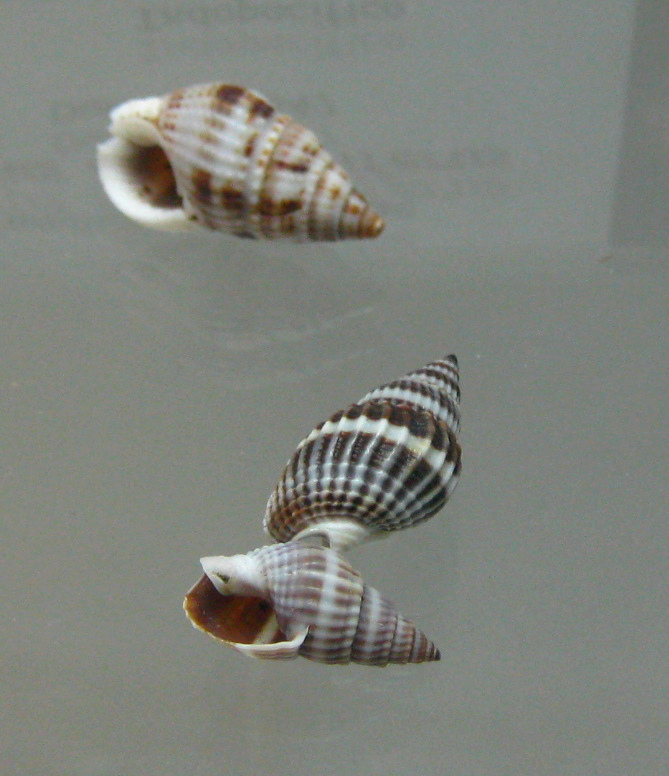 2.11. Cerithidae - Nassaridae - caracoles del mar de diversas familias