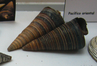 2.11. Cerithidae - Nassaridae - caracoles del mar de diversas familias