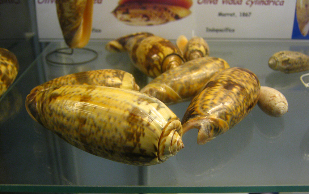 2.13. Olividae (oliva) - Ficidae (ficus) - Naticidae