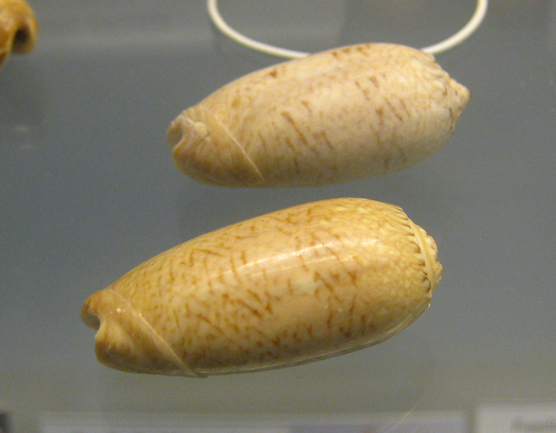 2.13. Olividae (oliva) - Ficidae (ficus) - Naticidae