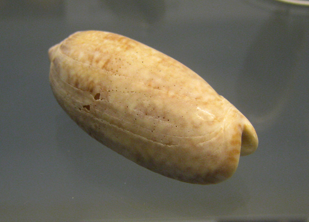 2.13. Olividae (oliva) - Ficidae (ficus) - Naticidae