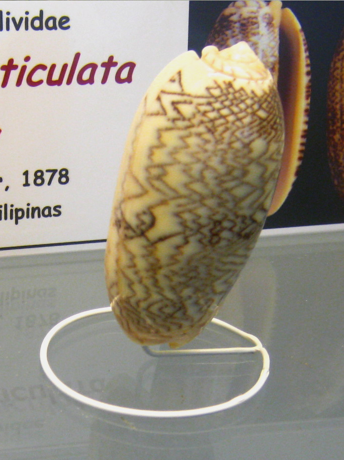 2.13. Olividae (oliva) - Ficidae (ficus) - Naticidae