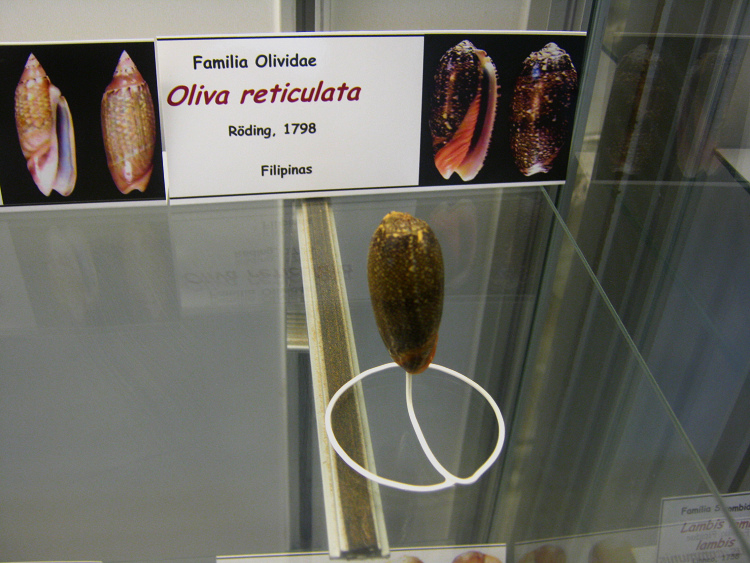 2.13. Olividae (oliva) - Ficidae (ficus) - Naticidae
