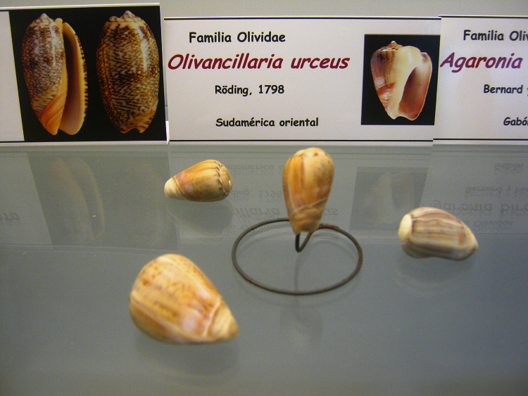 2.13. Olividae (oliva) - Ficidae (ficus) - Naticidae