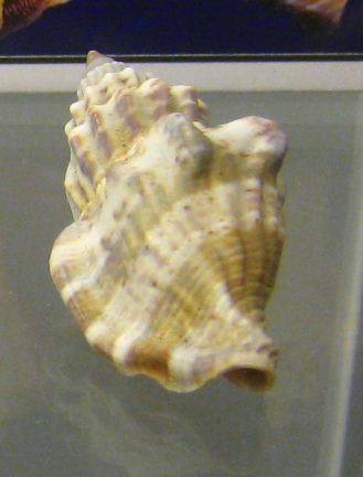 2.14: Strombidae: Lambis - Tibia - Terebellum - Strombus