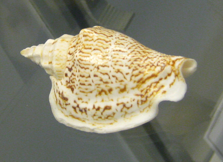 2.14: Strombidae: Lambis - Tibia - Terebellum - Strombus