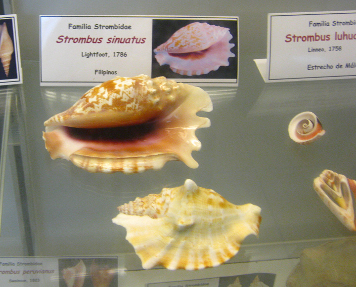 2.14: Strombidae: Lambis - Tibia - Terebellum - Strombus