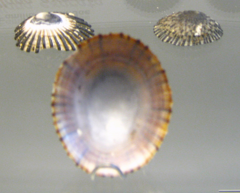 2.15. Fissurellidae - Diodora - Siphonariidae - Nacellidae - Patellidae ...