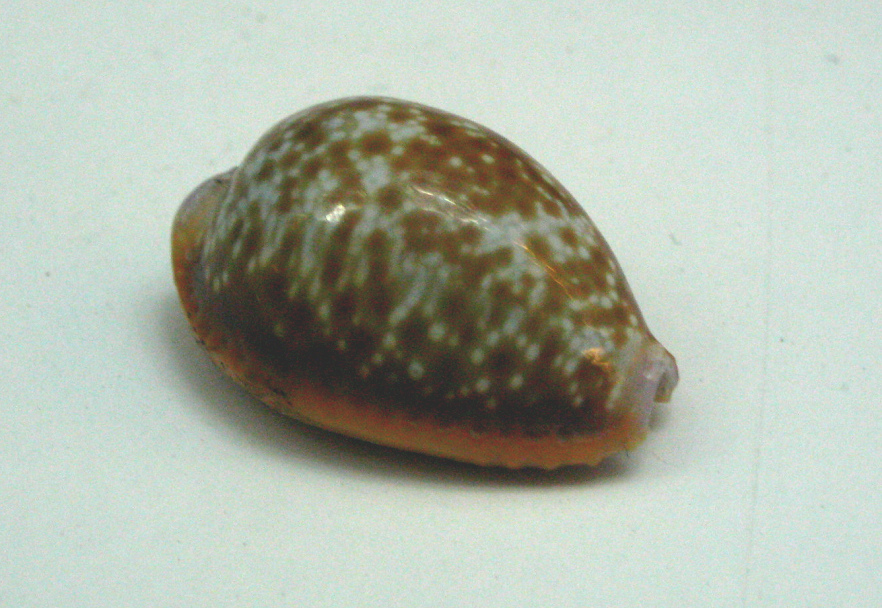 2.16. Cypraeidae