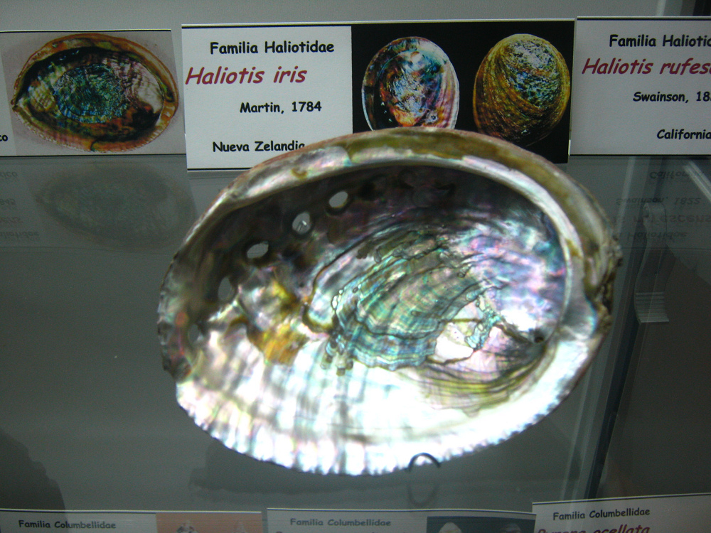 2.17. Haliotidae