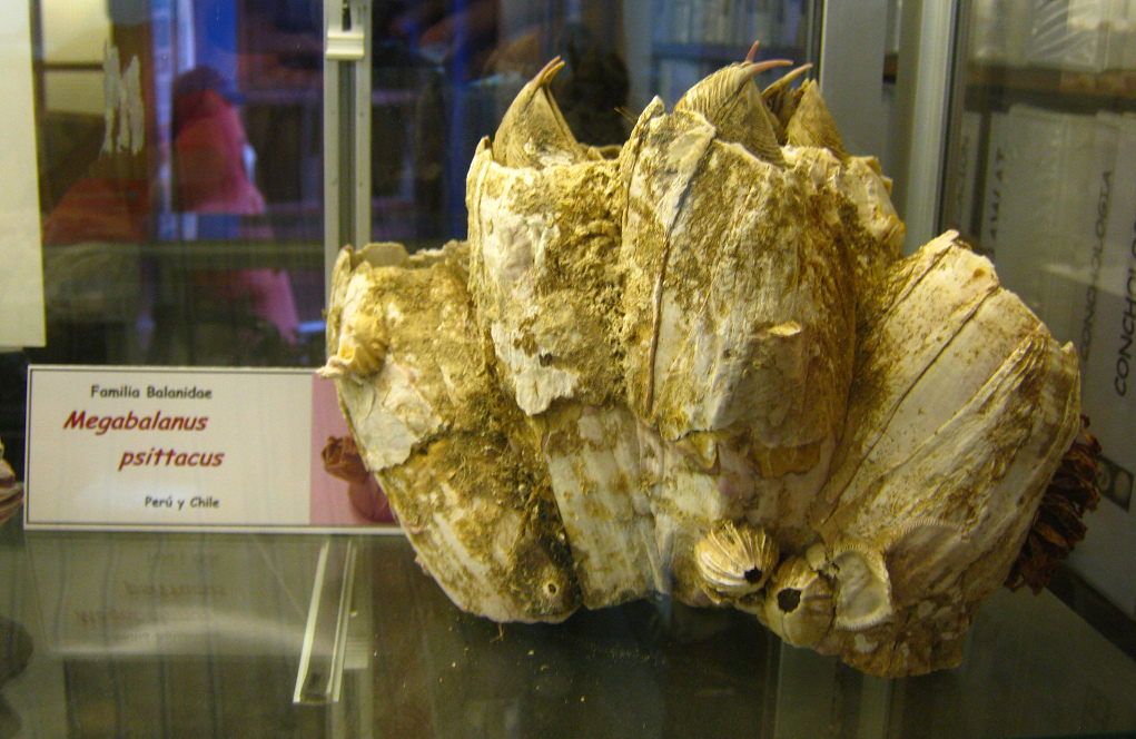 6: Animales diversos