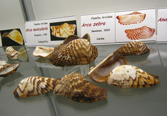 Museo del Mar de Arica (Chile), índice