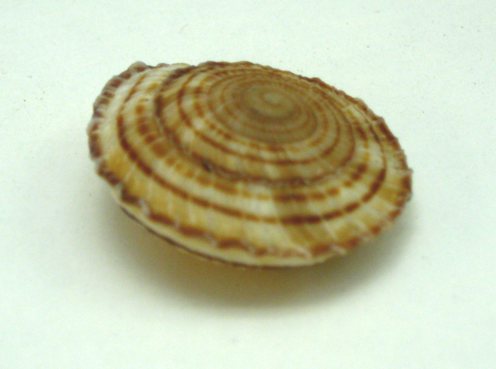 Caracoles terrestres del museo del mar de Arica (Chile)